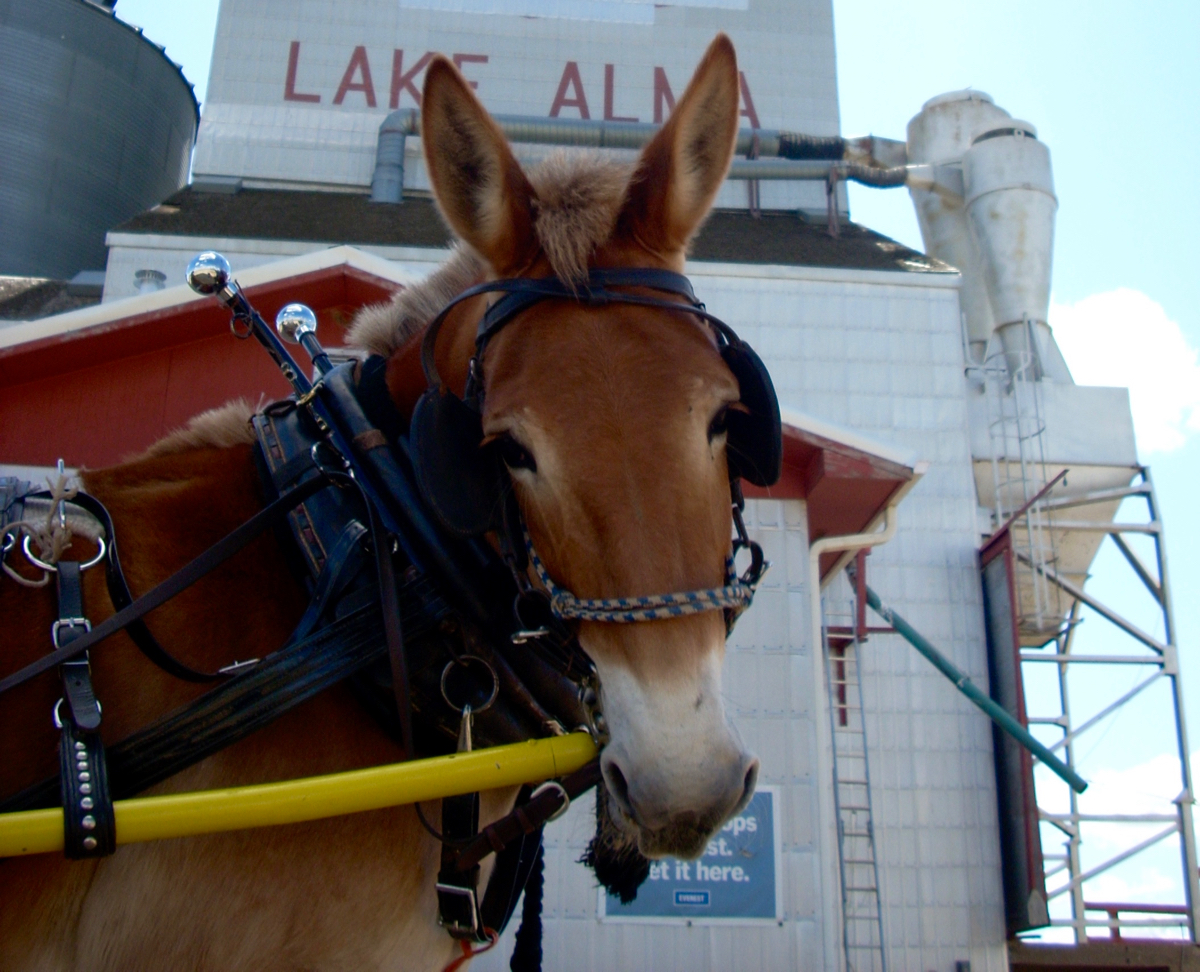 polly_mule_lake_alma_bernie_harberts – The Lost Sea Expedition