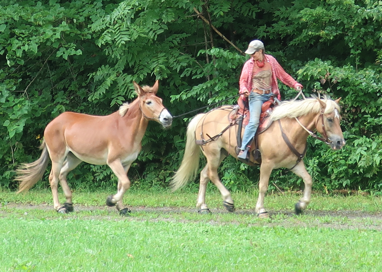 The Lost Sea Expedition – A Man. A Mule. America.